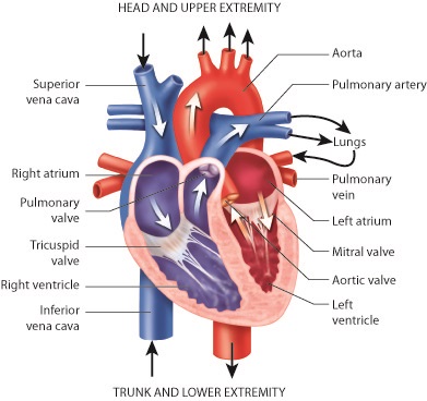 Anterior Heart Diagram Labeled